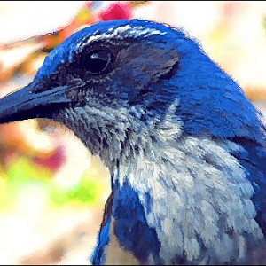 Let Birds Fly | Intercer Adventist News